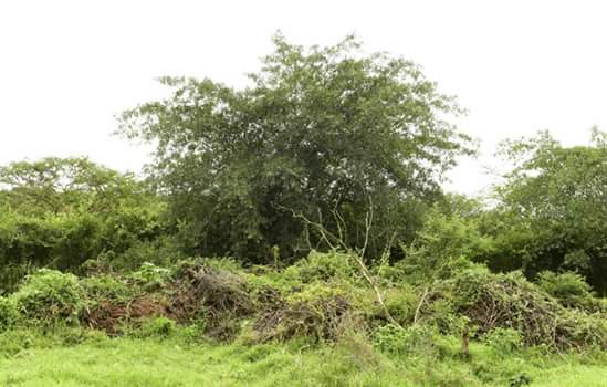 Forestry Authority Cutting Trees? – Humanist