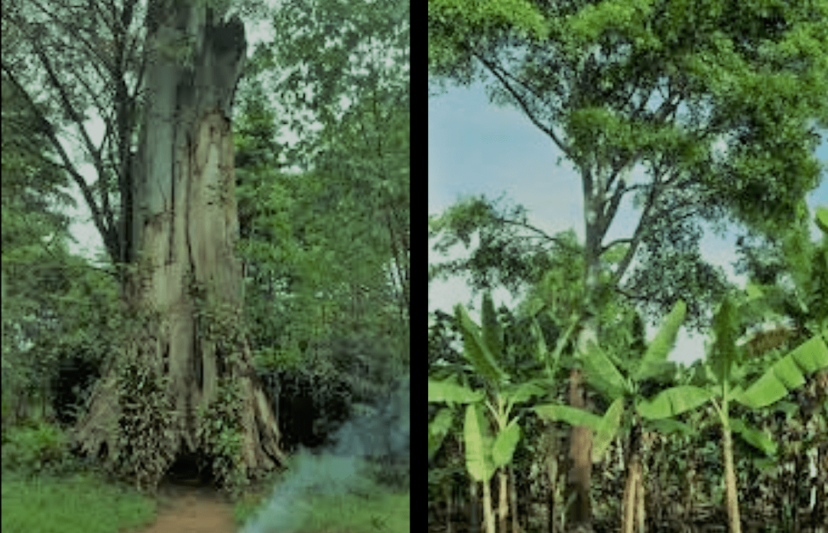 50 year old Mutuba (Ficus Natalensis) Tree not yet felled by ...