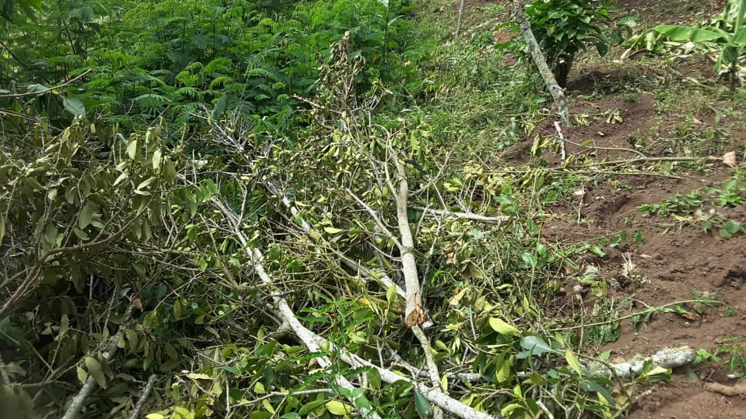 Why aren’t Mutuba trees growing all over Uganda? – Humanist