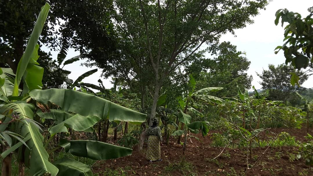 Why aren’t Mutuba trees growing all over Uganda? – Humanist